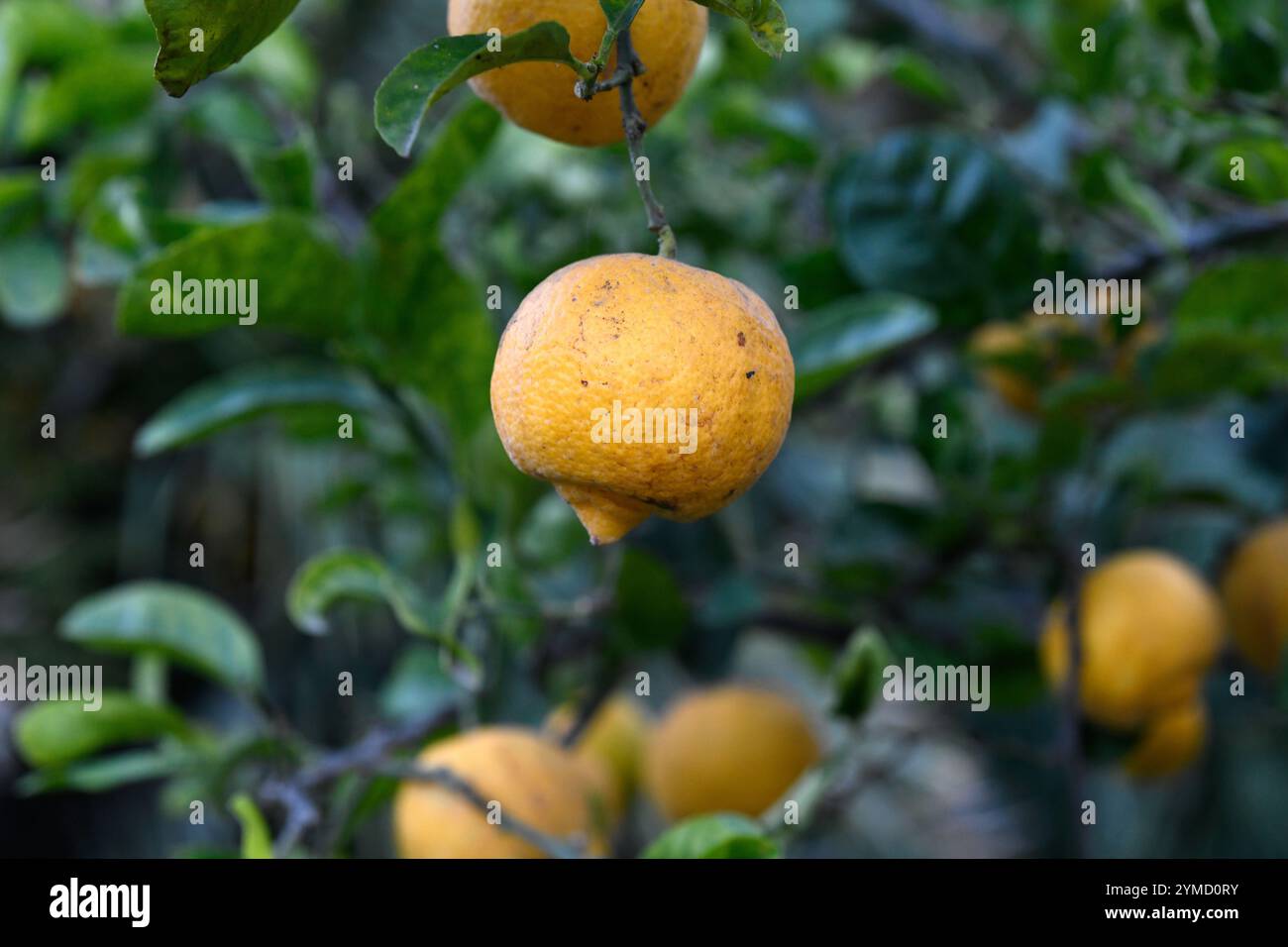 Palestinian sweet lime hi-res stock photography and images - Alamy