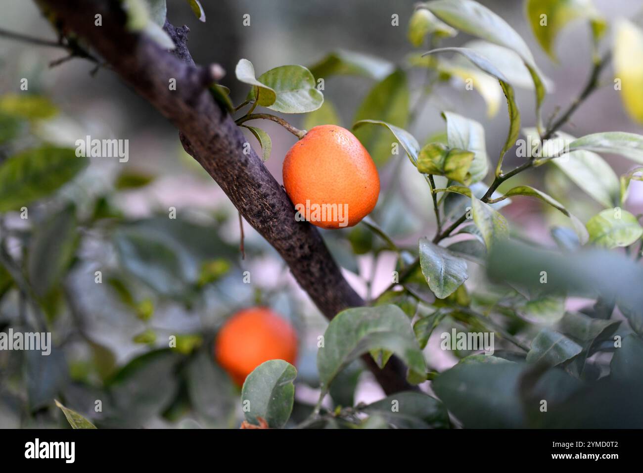 Rangpur (Citrus limonia) is a hybrid between mandarin and citron. Its ...
