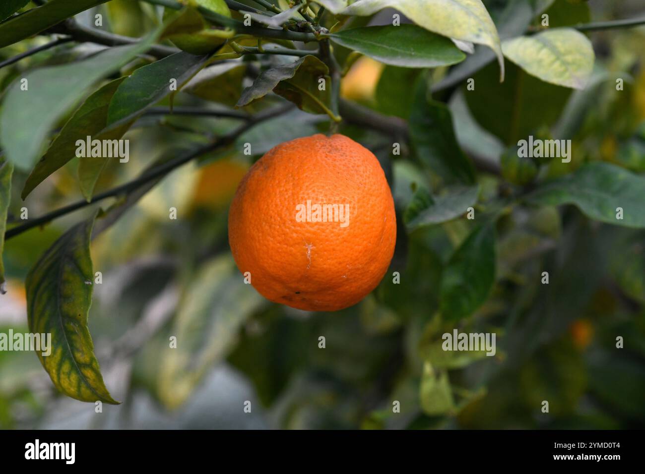 Rangpur (Citrus limonia) is a hybrid between mandarin and citron. Its ...