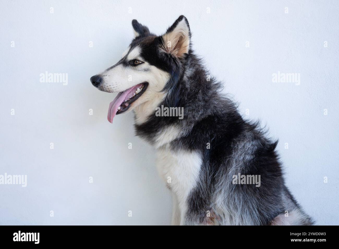 Domestic husky dog portrait side view isolated on white background ...