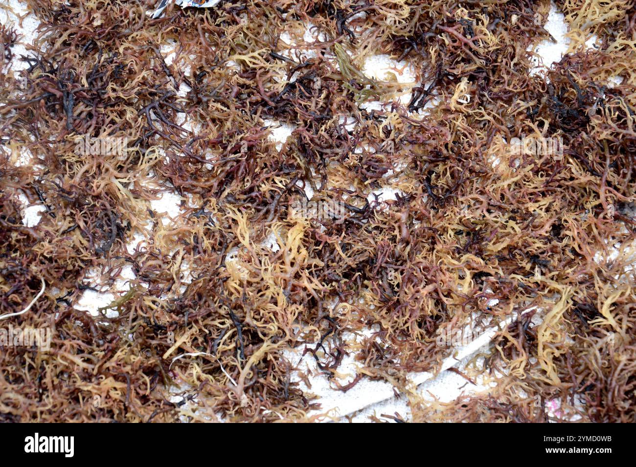 seaweed in the drying process Stock Photo - Alamy