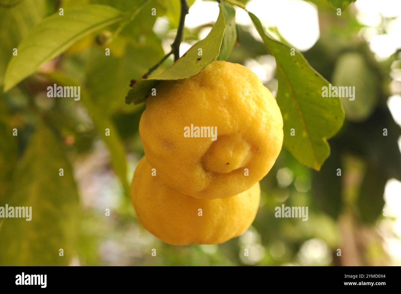 Citron (Citrus medica) is a shrub or small tree native to south Asia ...