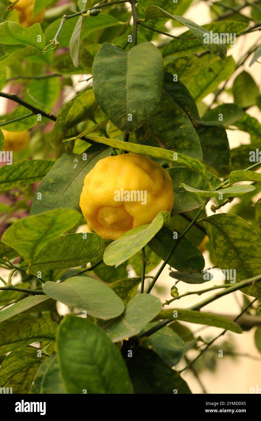 Citron (Citrus medica) is a shrub or small tree native to south Asia ...