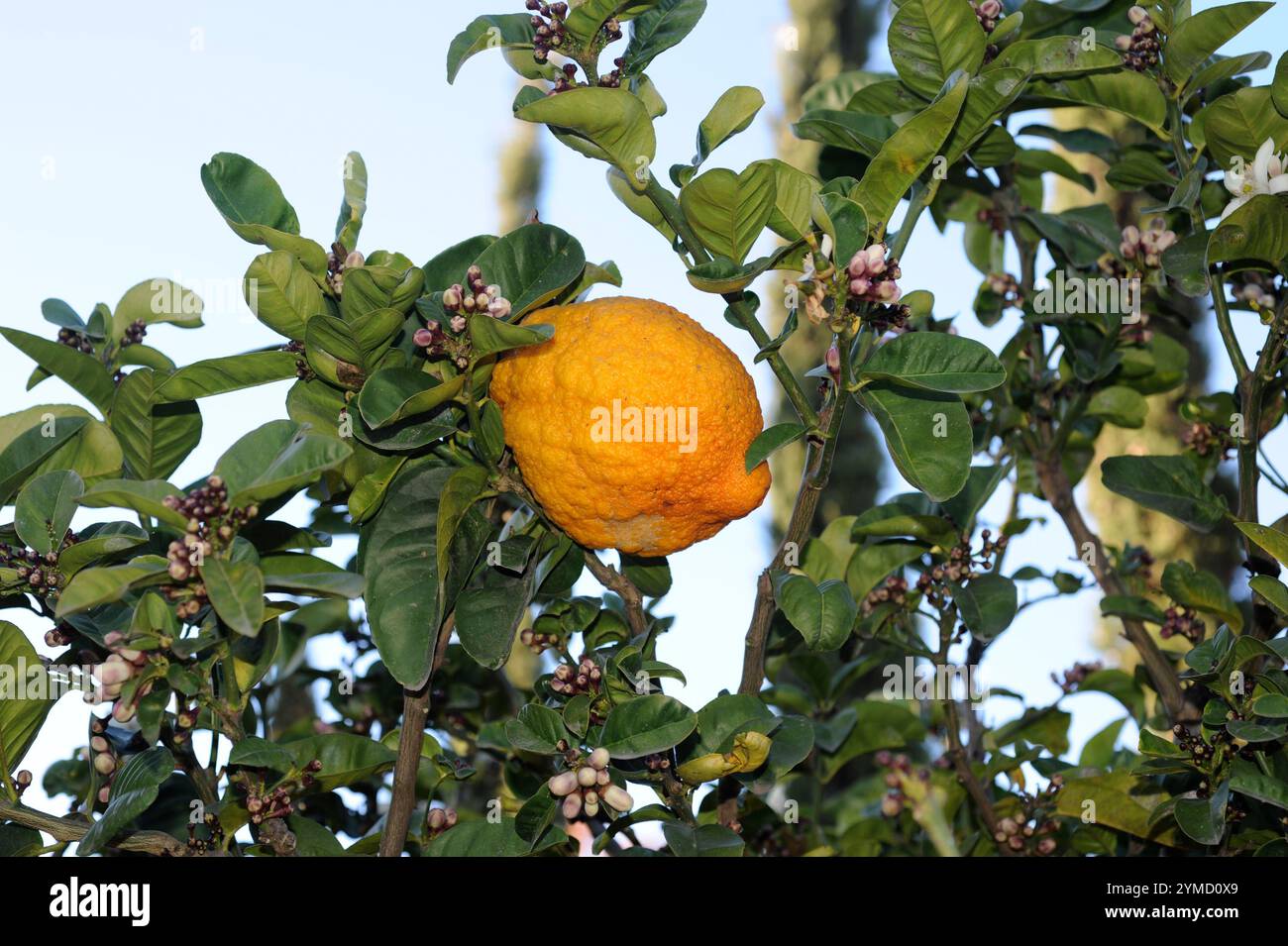 Citron (Citrus medica) is a shrub or small tree native to south Asia ...