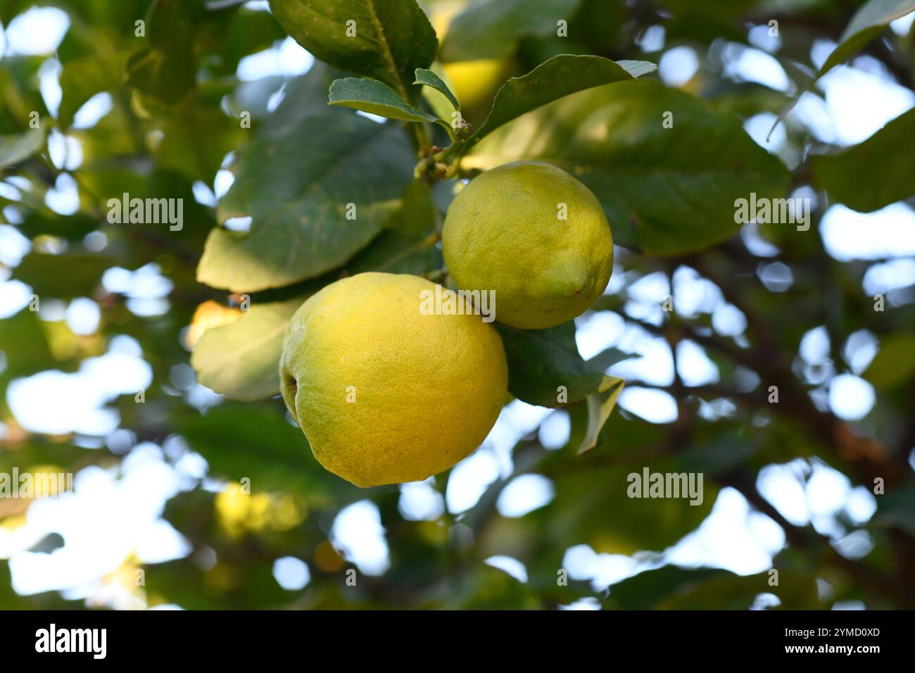 Citron (Citrus medica) is a shrub or small tree native to south Asia ...