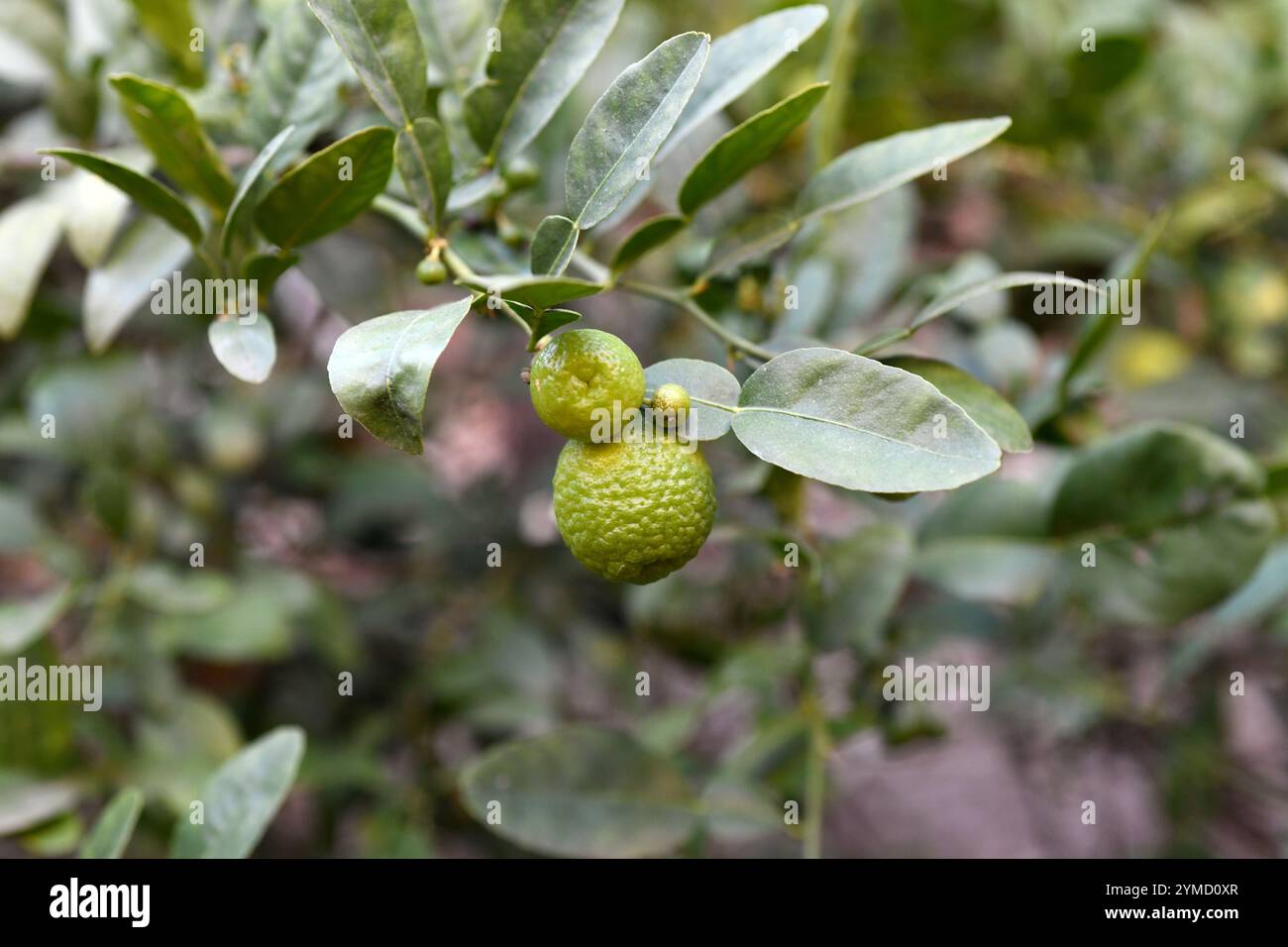 Small-flowered papeda (Citrus micrantha or Citrus hystrix micrantha) is ...