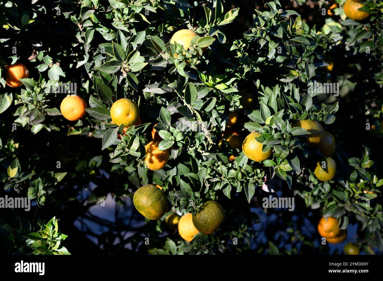 Myrtle-leaved orange tree or chinotto (Citrus myrtifolia) is an ...