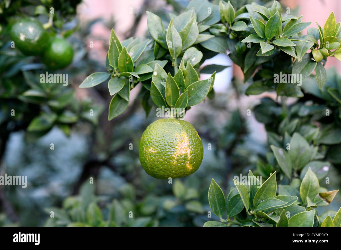 Myrtle-leaved orange tree or chinotto (Citrus myrtifolia) is an ...