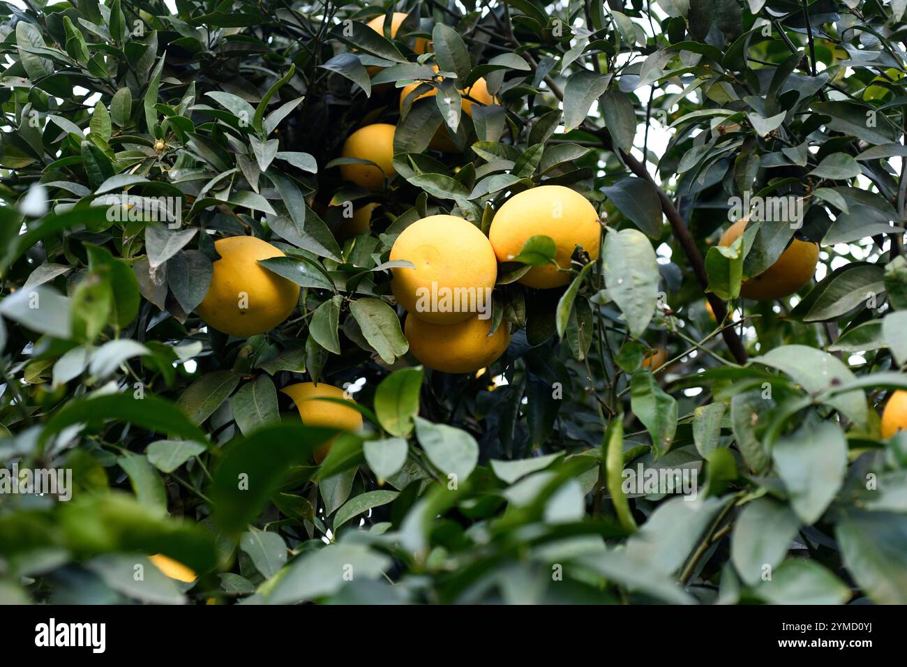 Grapefruit (Citrus paradisi) is a hybrid tree with edible fruits Stock ...