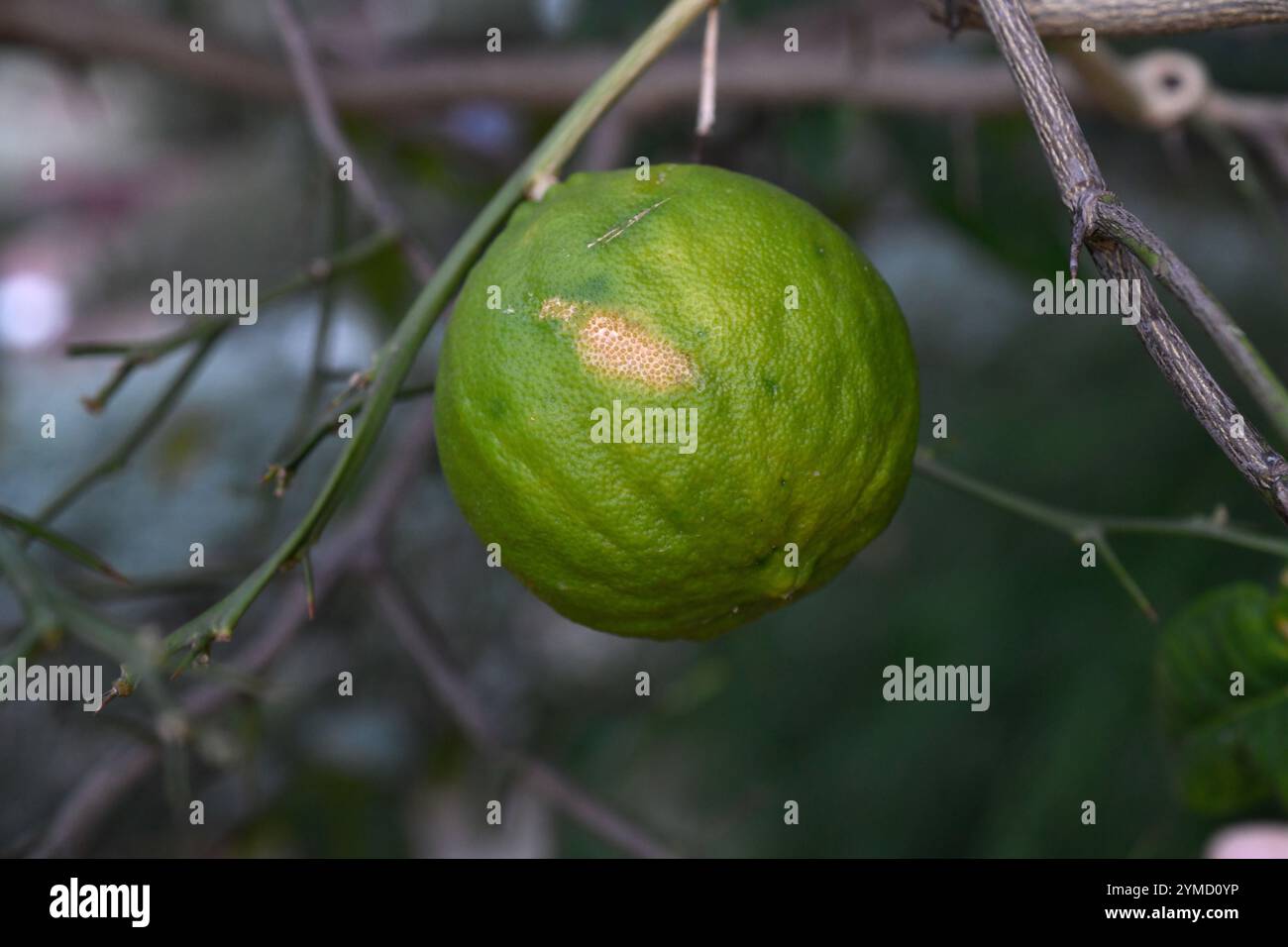 Carabao lime (Citrus pennivesiculata) is a small tree native to ...