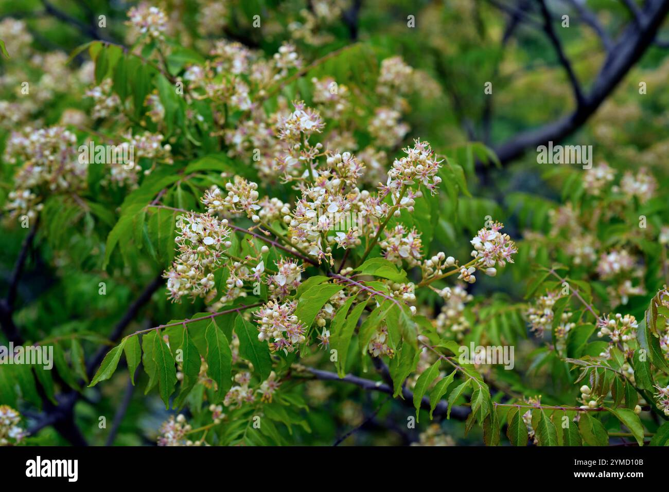 Horsewood (Clausena anisata) is a deciduous small tree native to sub ...