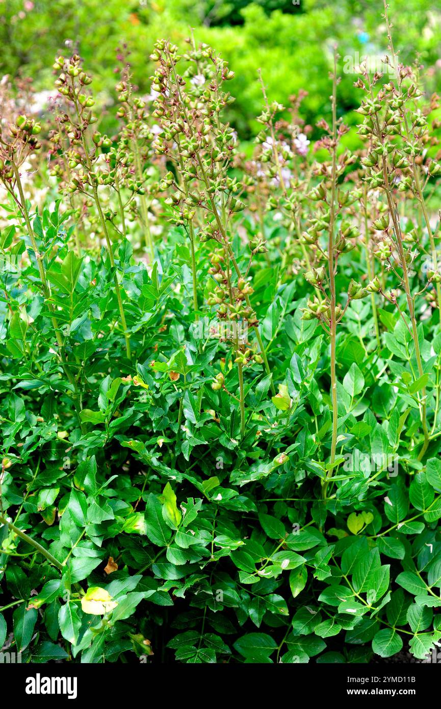 Burning bush (Dictamnus albus) is a perennial herb native to southern ...