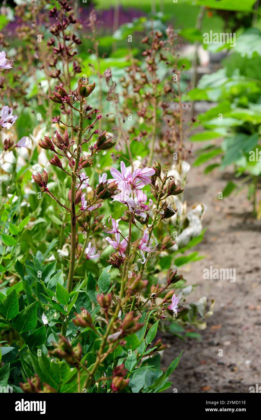 Burning bush (Dictamnus albus) is a perennial herb native to southern ...