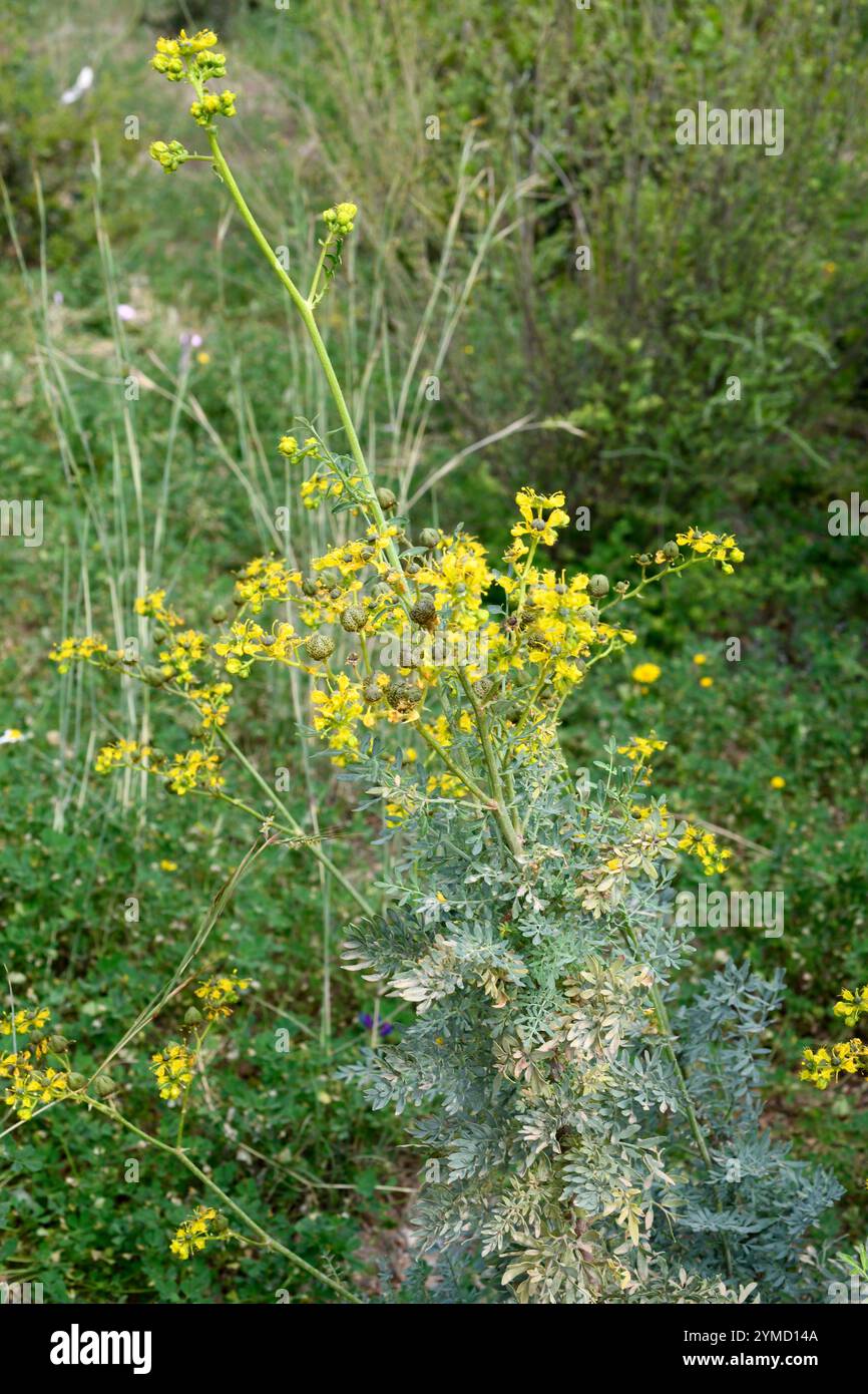 Narrow-leaved fringed rue (Ruta angustifolia) is a medicinal subshrub ...