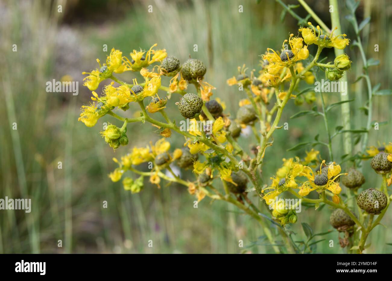 Narrow-leaved fringed rue (Ruta angustifolia) is a medicinal subshrub ...