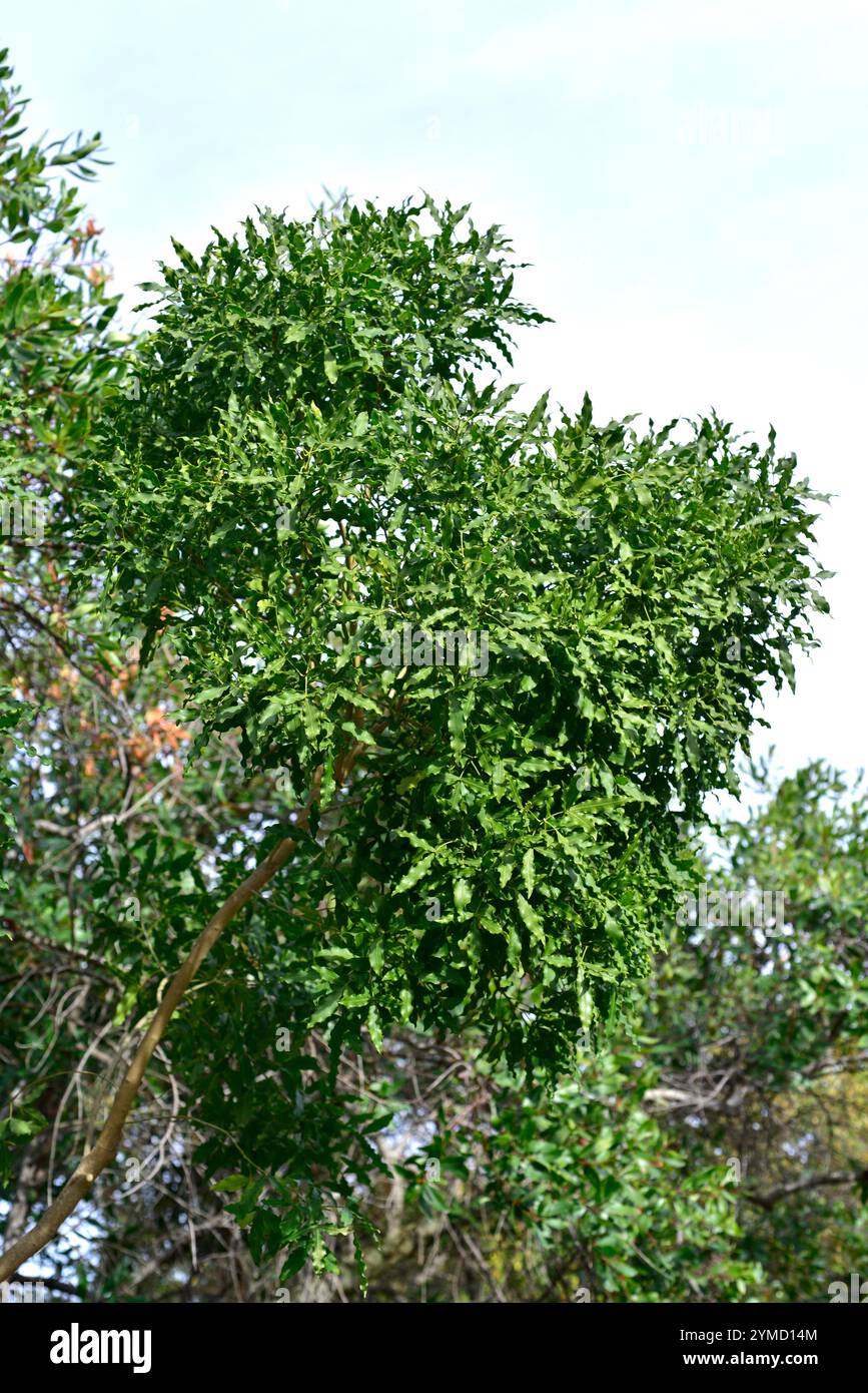 White ironwood (Vepris lanceolata) is an evergreen tree native to ...