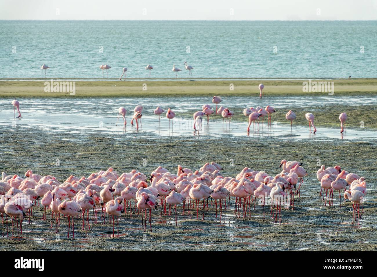 Namibia walvis hi-res stock photography and images - Alamy
