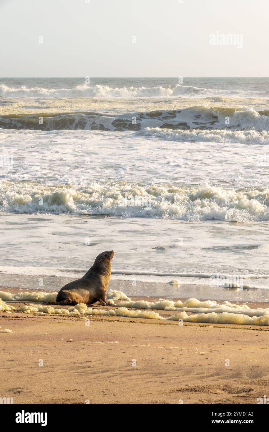 Fur seal baby and ocean with crashing waves on the beach in Walvis Bay ...