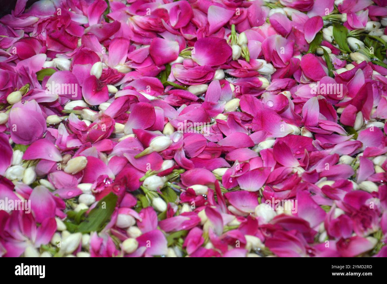 flower petals in water used in Javanese Indonesia traditional wedding ...