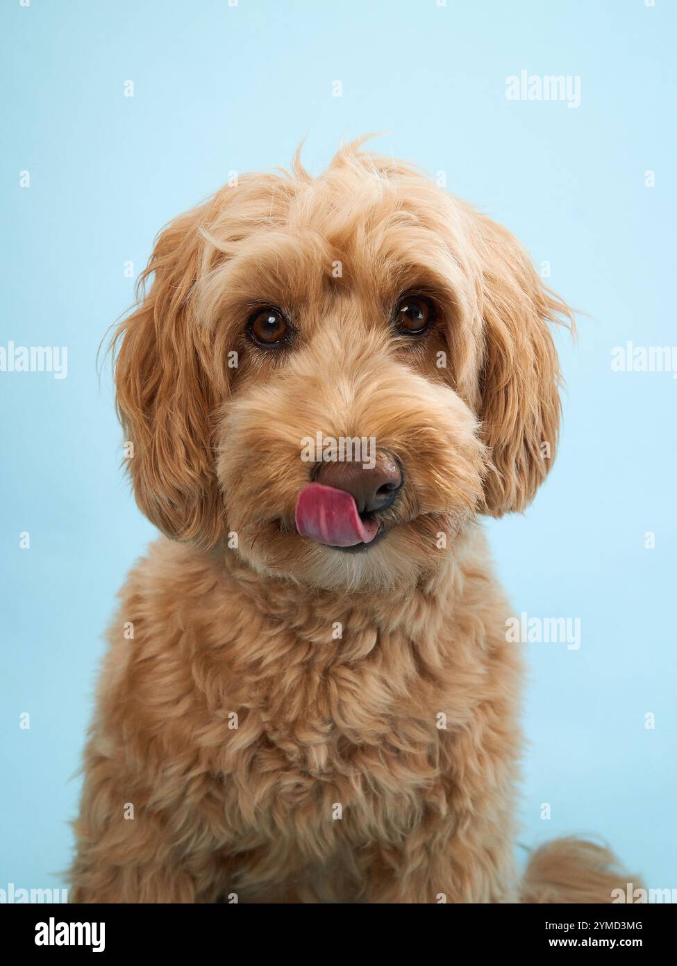 A Labradoodle licks its nose while looking towards the camera, with a ...