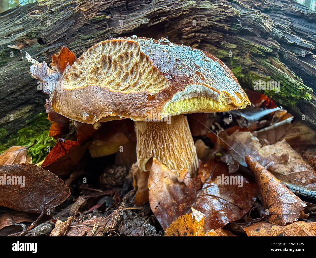Boletus edulis, cep, penny bun, porcino or porcini is a type species of ...