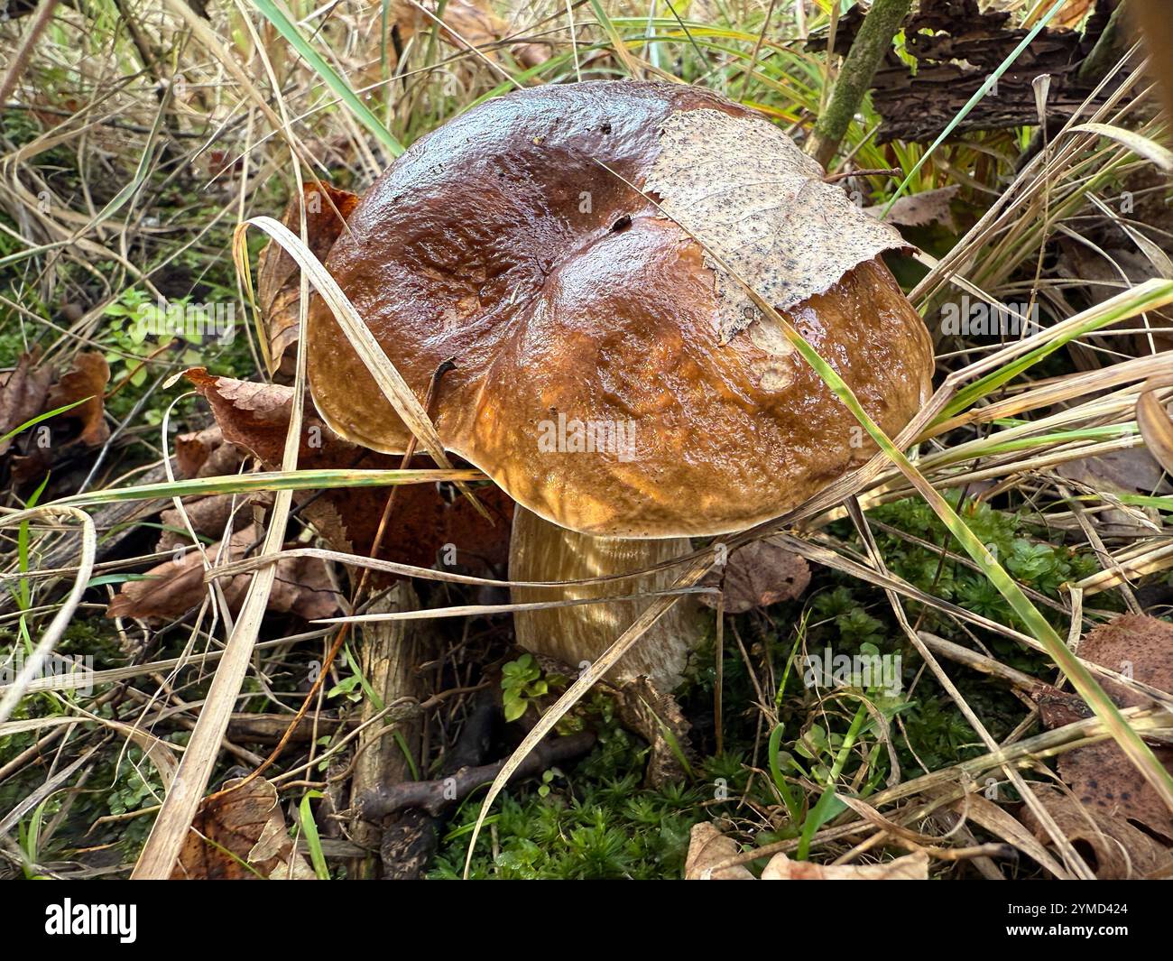 Boletus edulis - an edible fungus grows among the trees in the moss ...