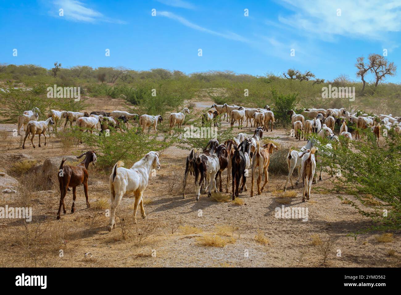 Boer goats grazing hi-res stock photography and images - Alamy