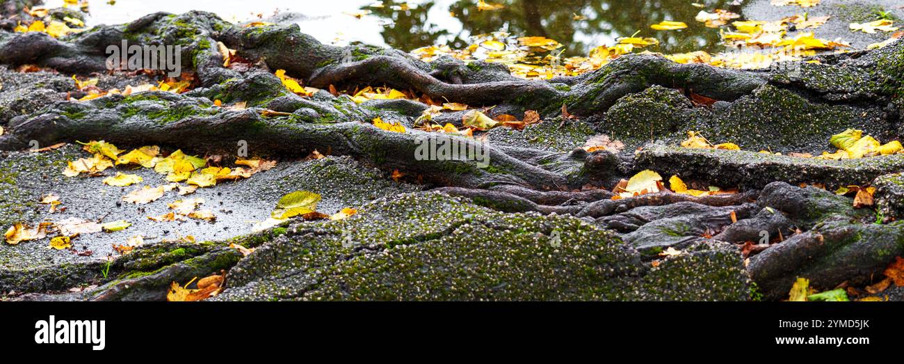 Close-up of tree roots covered with moss penetrating deep cracks and ...