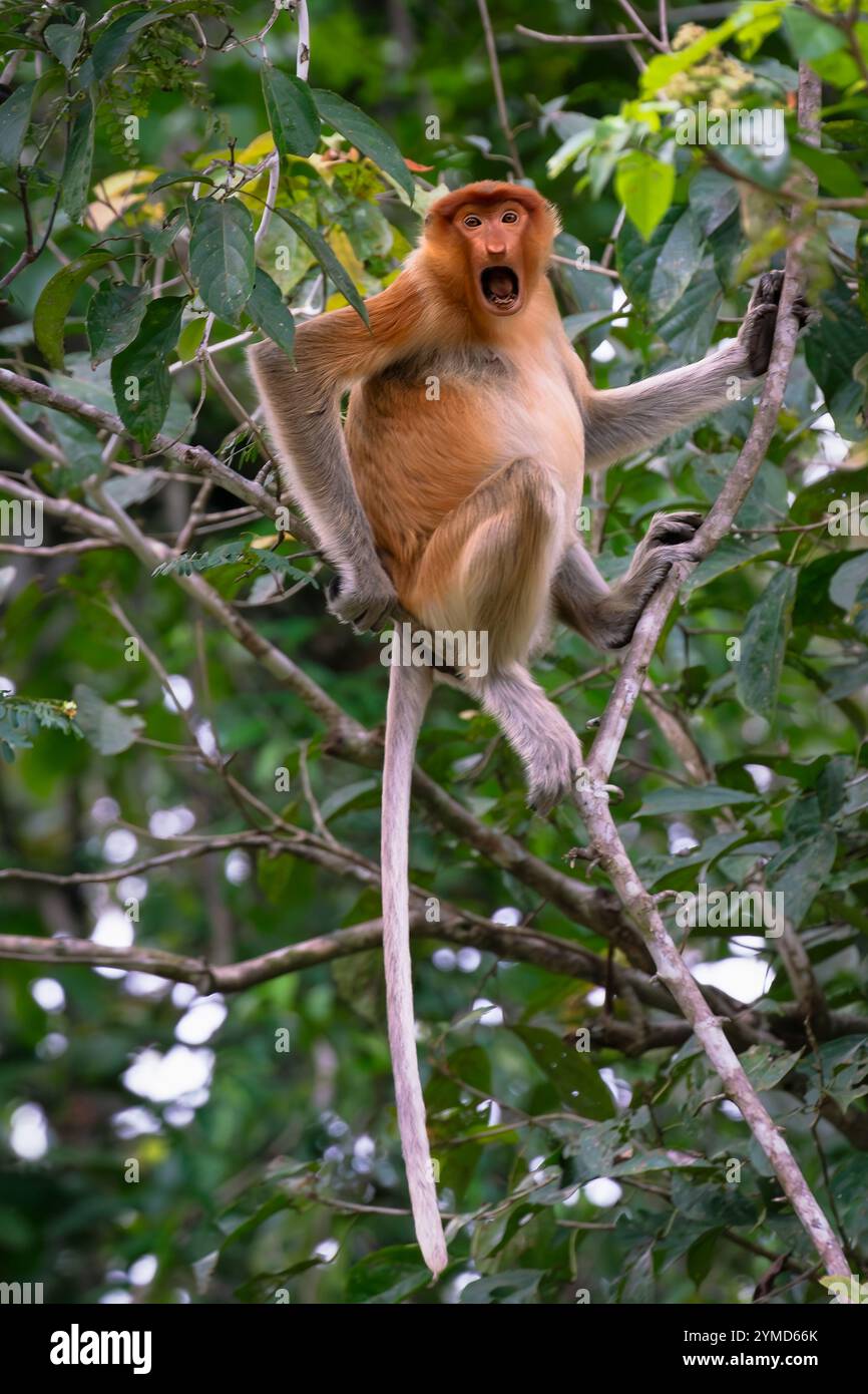 Female Proboscis Monkey or Long-Nosed Monkey, Nasalis larvatus, with ...