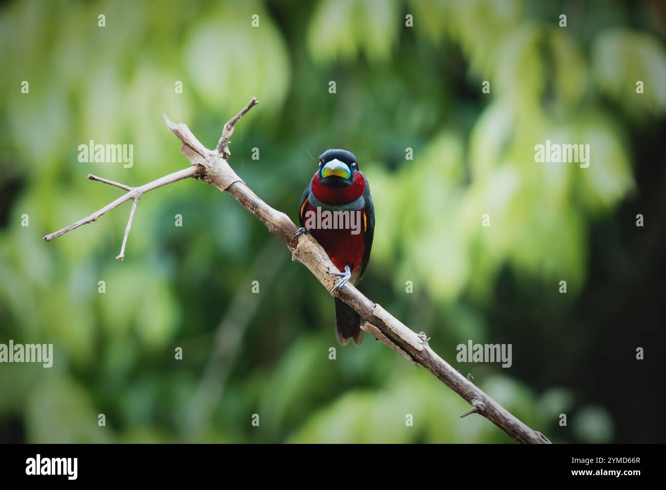 Front view of the Black-and-red Broadbill bird on a branch along ...