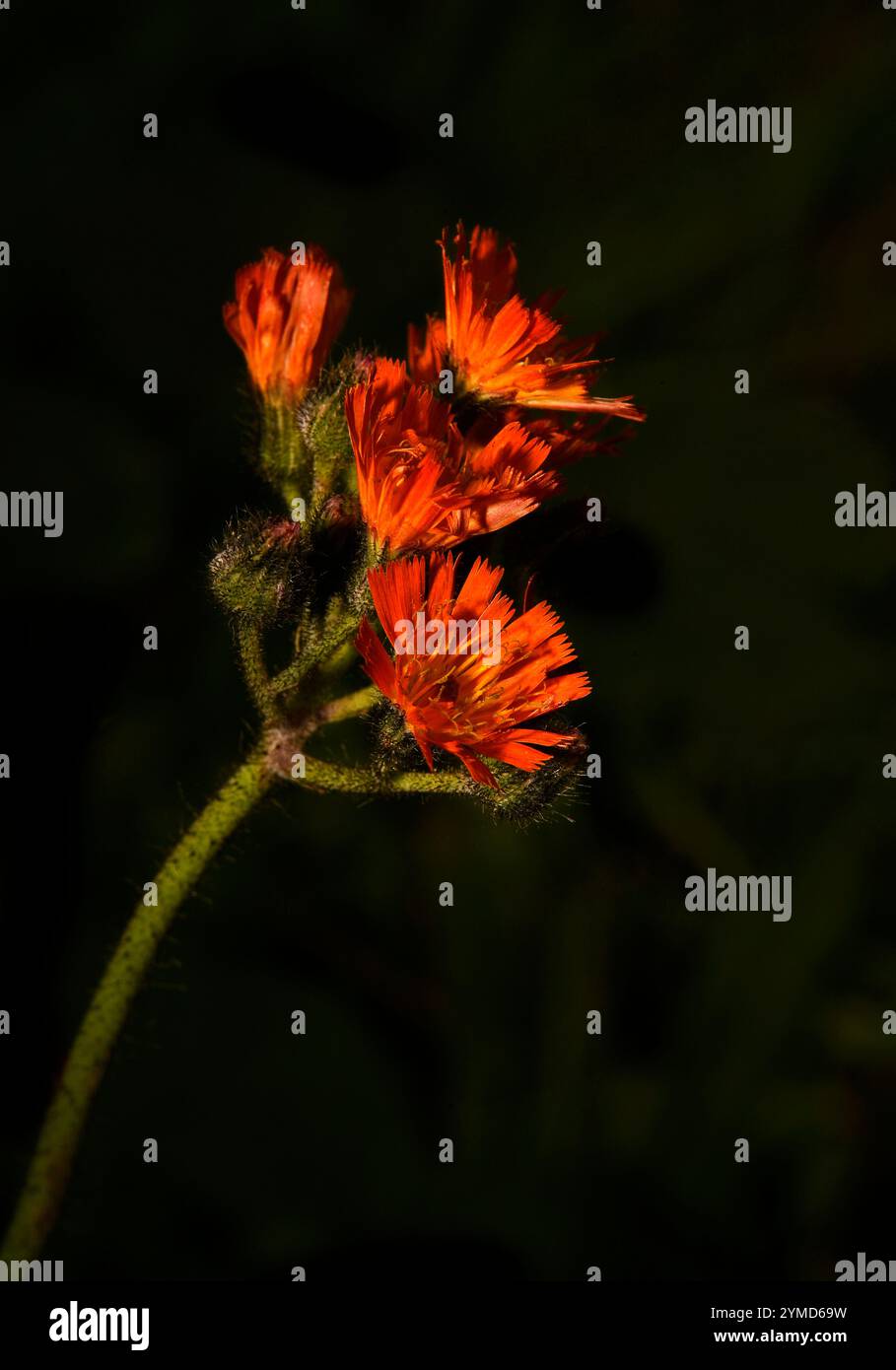 A single hairy stem of Fox-and-cubs with vivid orange flowers and ...