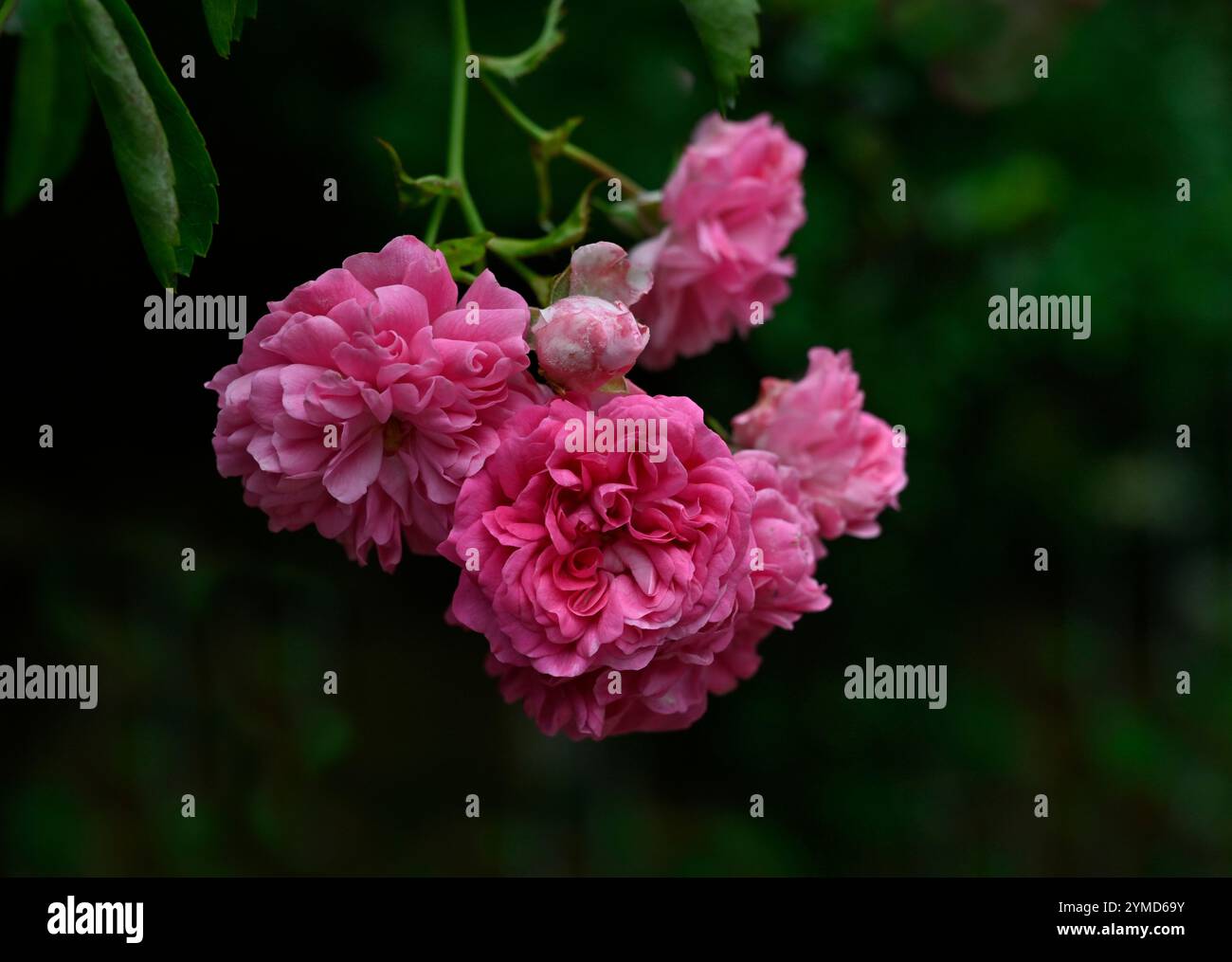 A well focussed hanging cluster of this beautiful pink rose. French ...