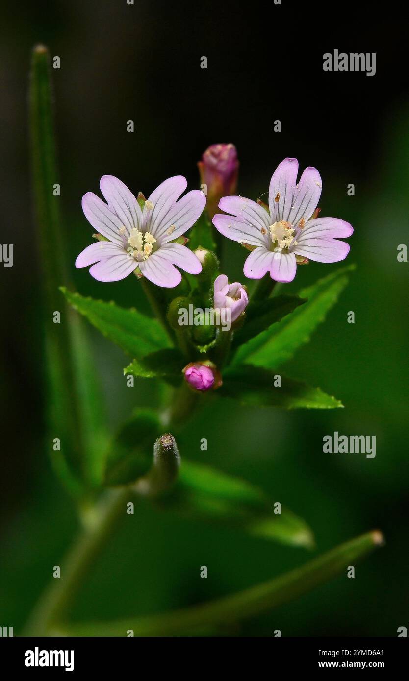 Leaves smelly when crushed hi-res stock photography and images - Alamy