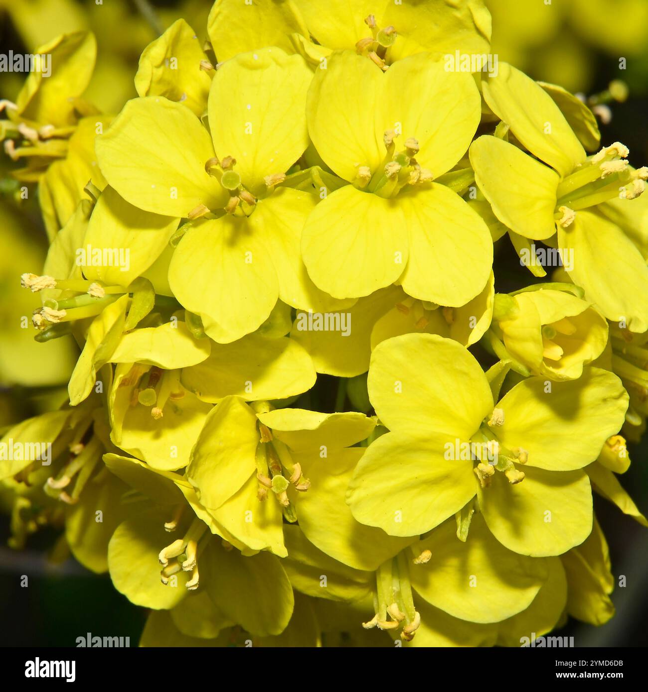 A close-up and well focussed image of fully opened Field Mustard ...