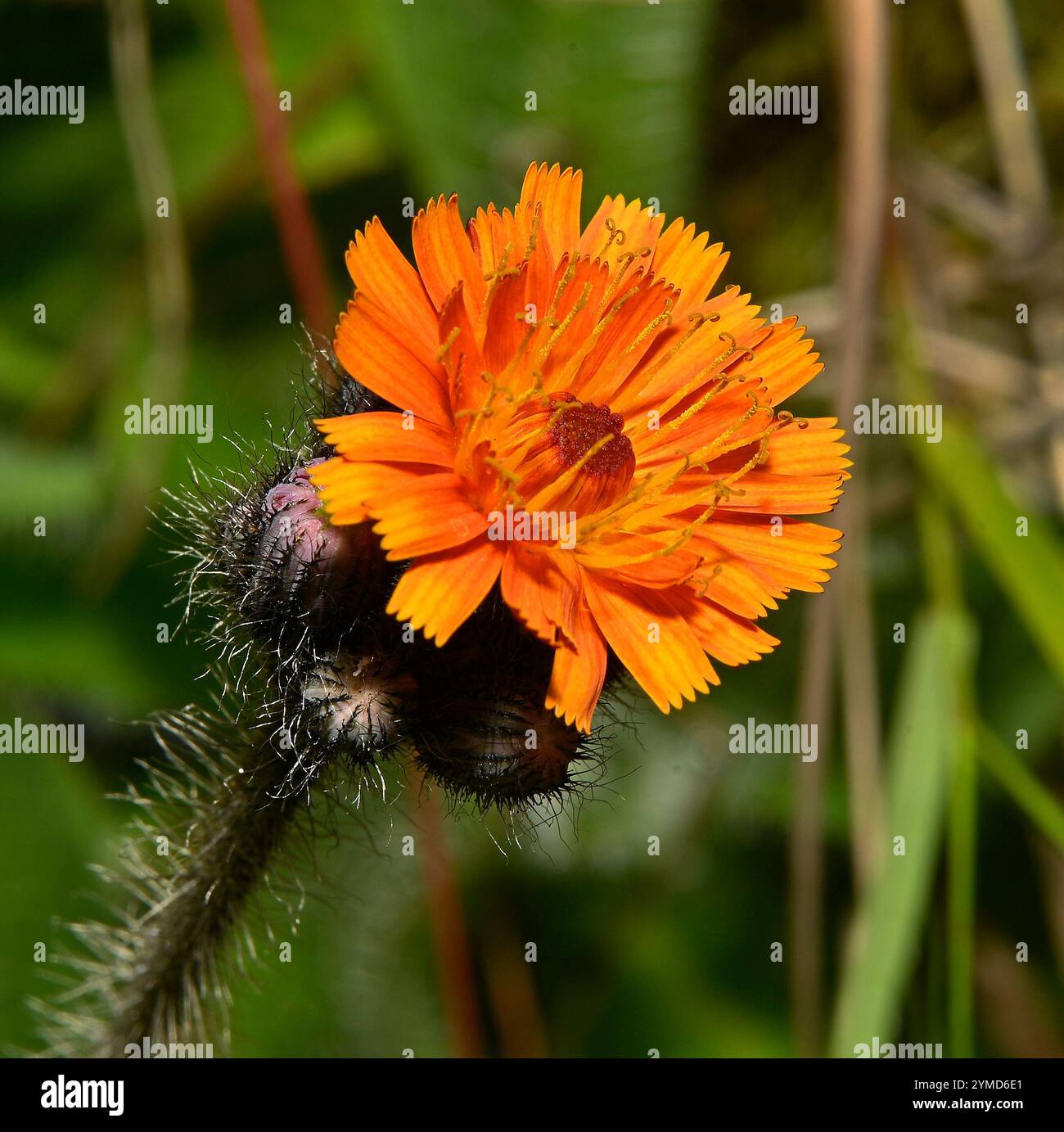 Can spread 40 cms hi-res stock photography and images - Alamy