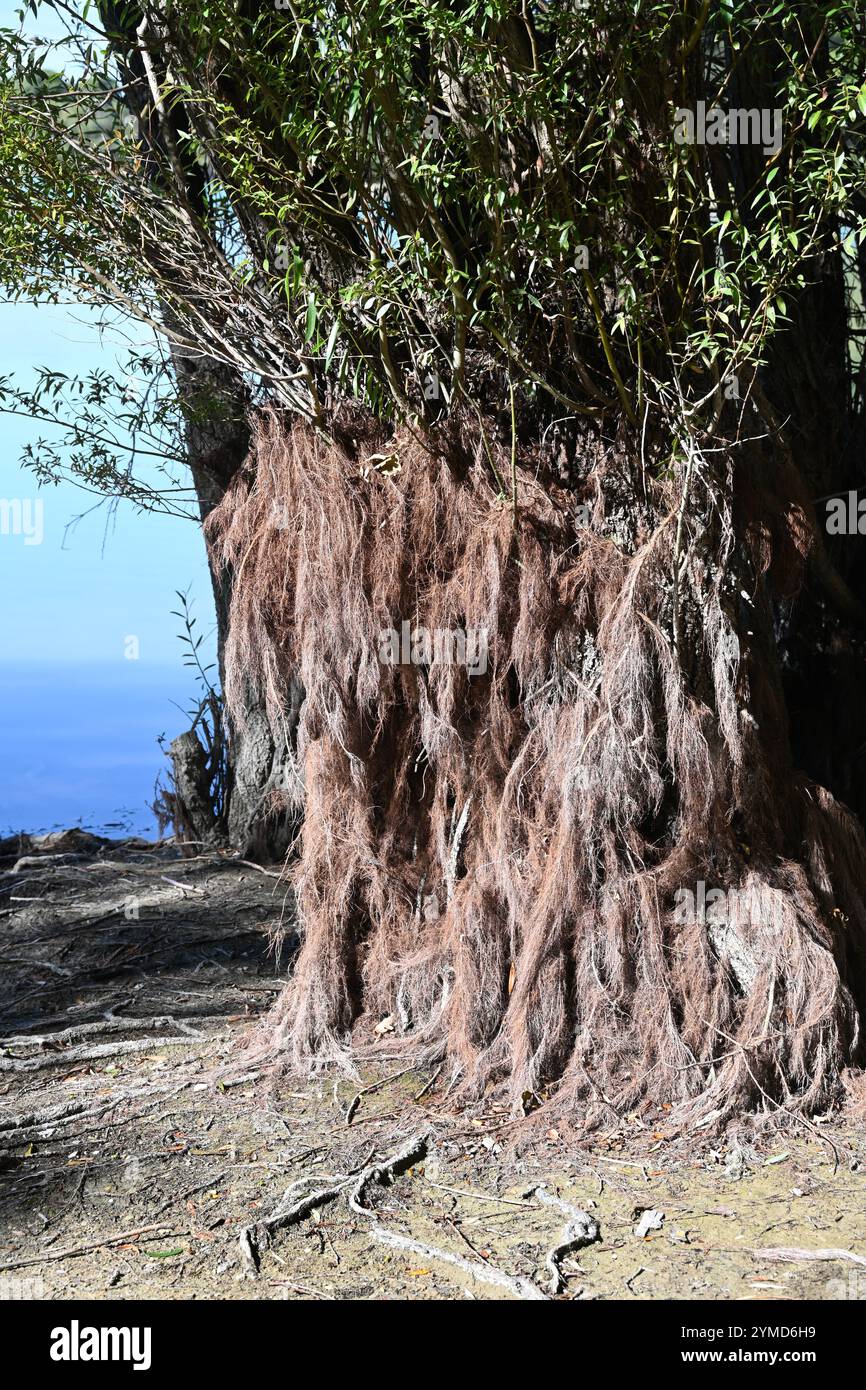 Exposed tree root system hi-res stock photography and images - Alamy