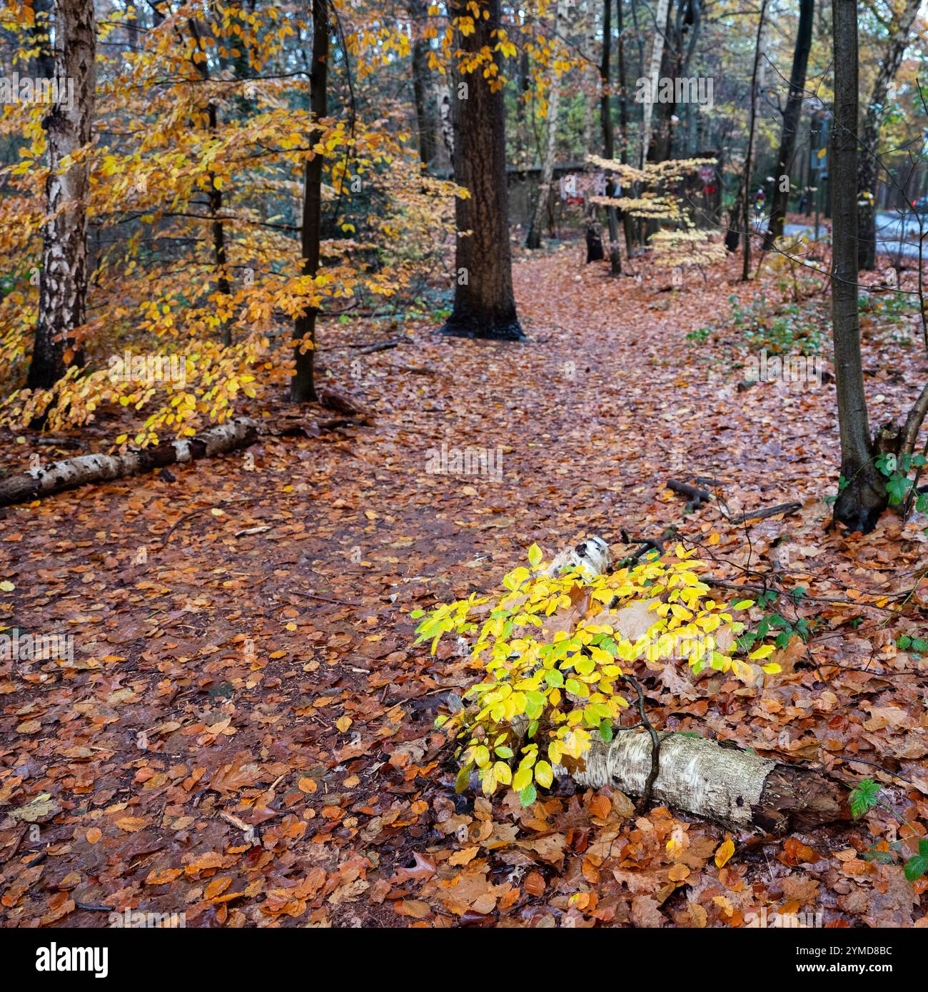 forest path and autumn leaves in woods near utrecht in holland Stock ...