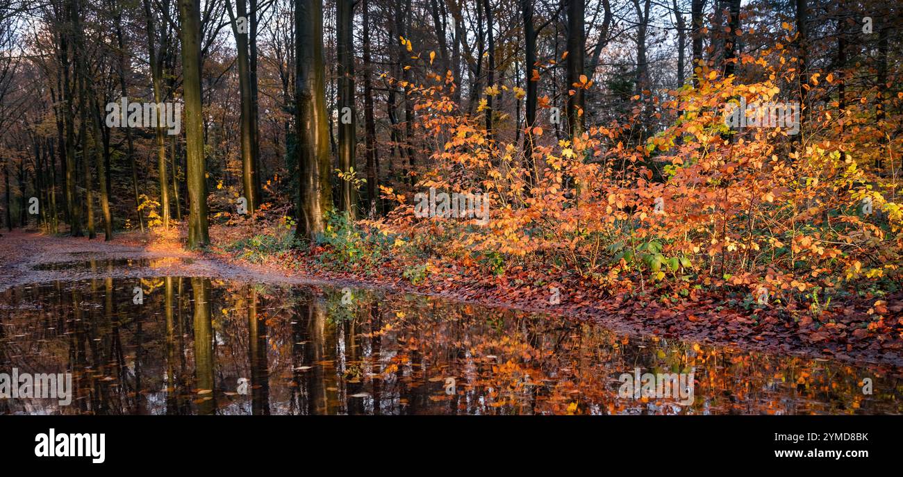 very large puddle on forest path and brightly lit fall leaves by late ...