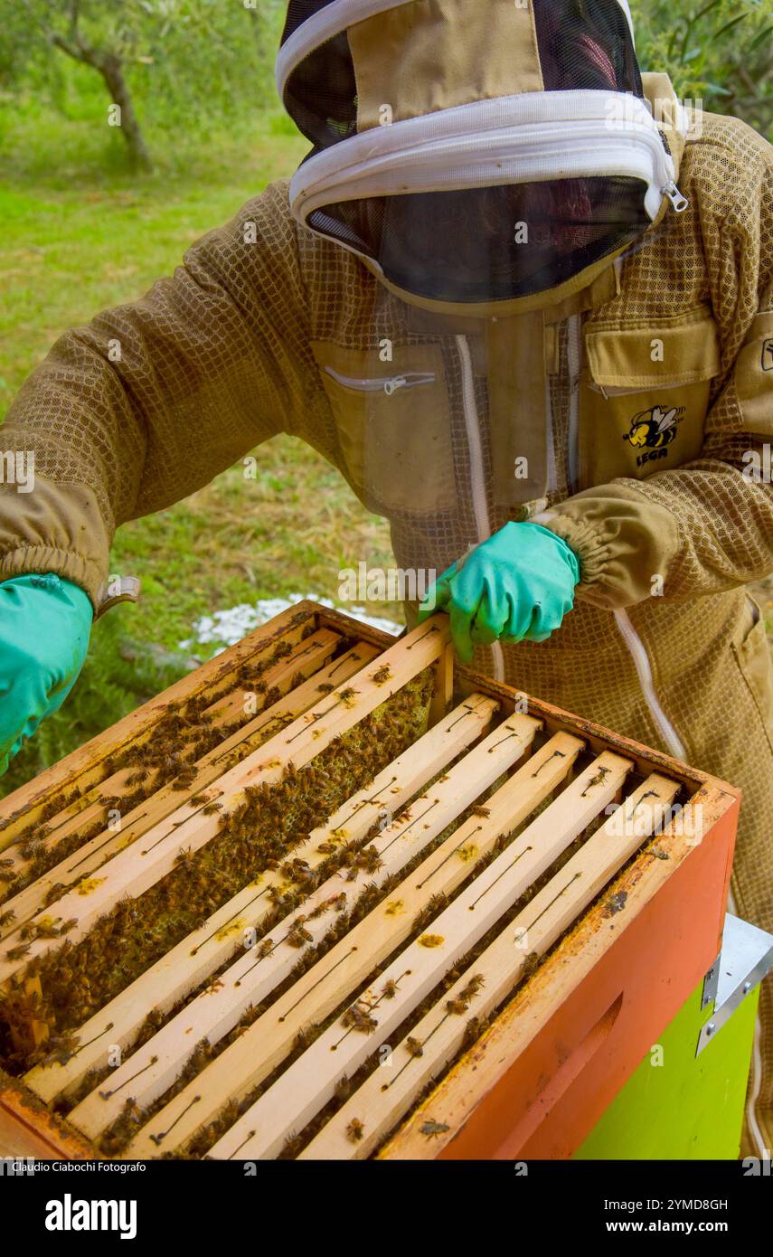 Treia. Beekeeping Company Stock Photo - Alamy