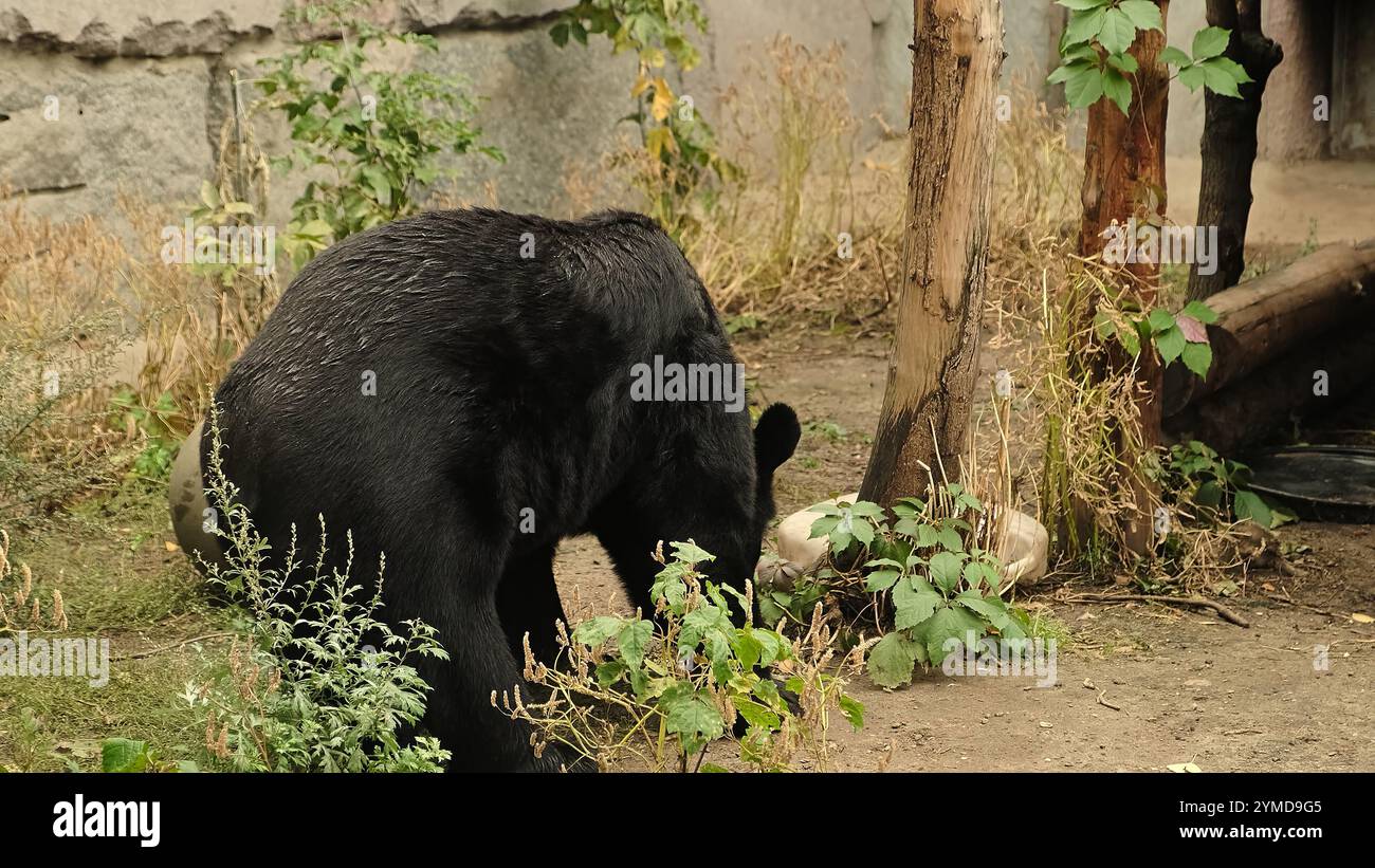 Himalayan bear is exploring the ground near plants and rocks in an ...