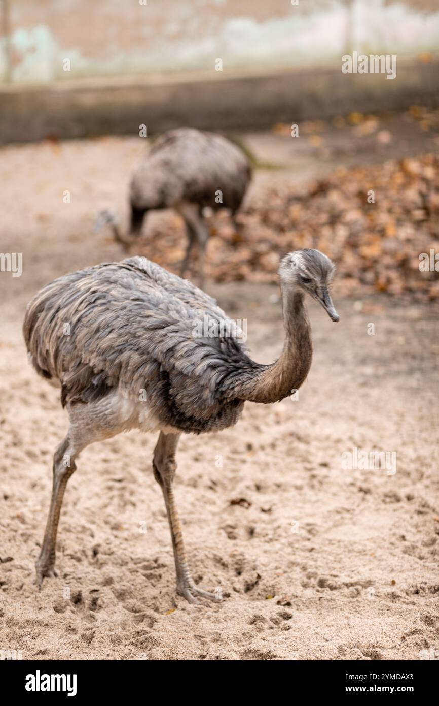 Ostrich walks around the yard. Life of ostriches in the wild Stock ...