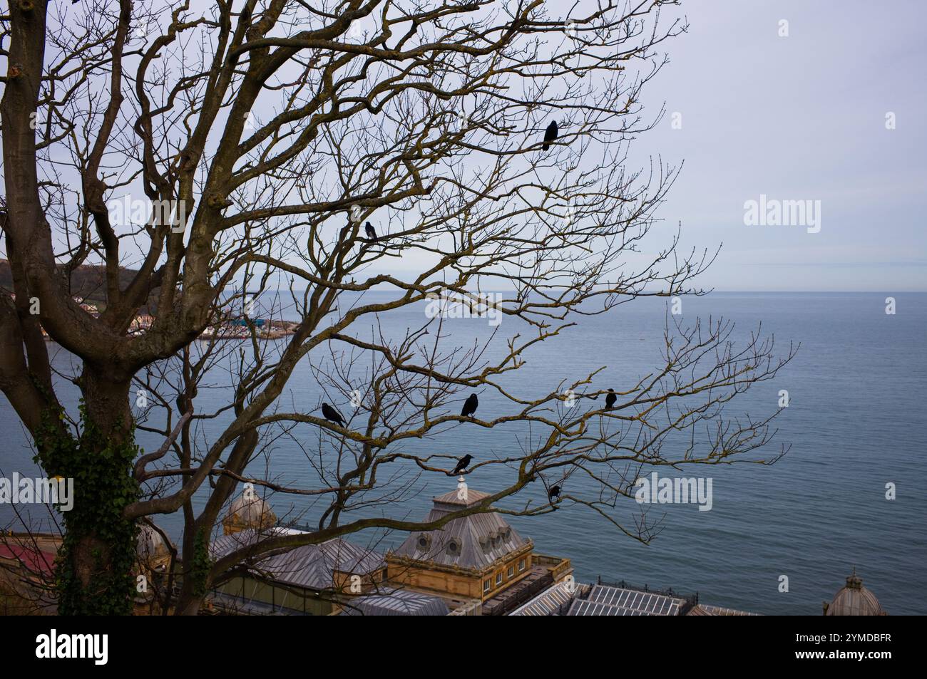 A unkindness of ravens in a tree above the Spa building in Scarborough ...