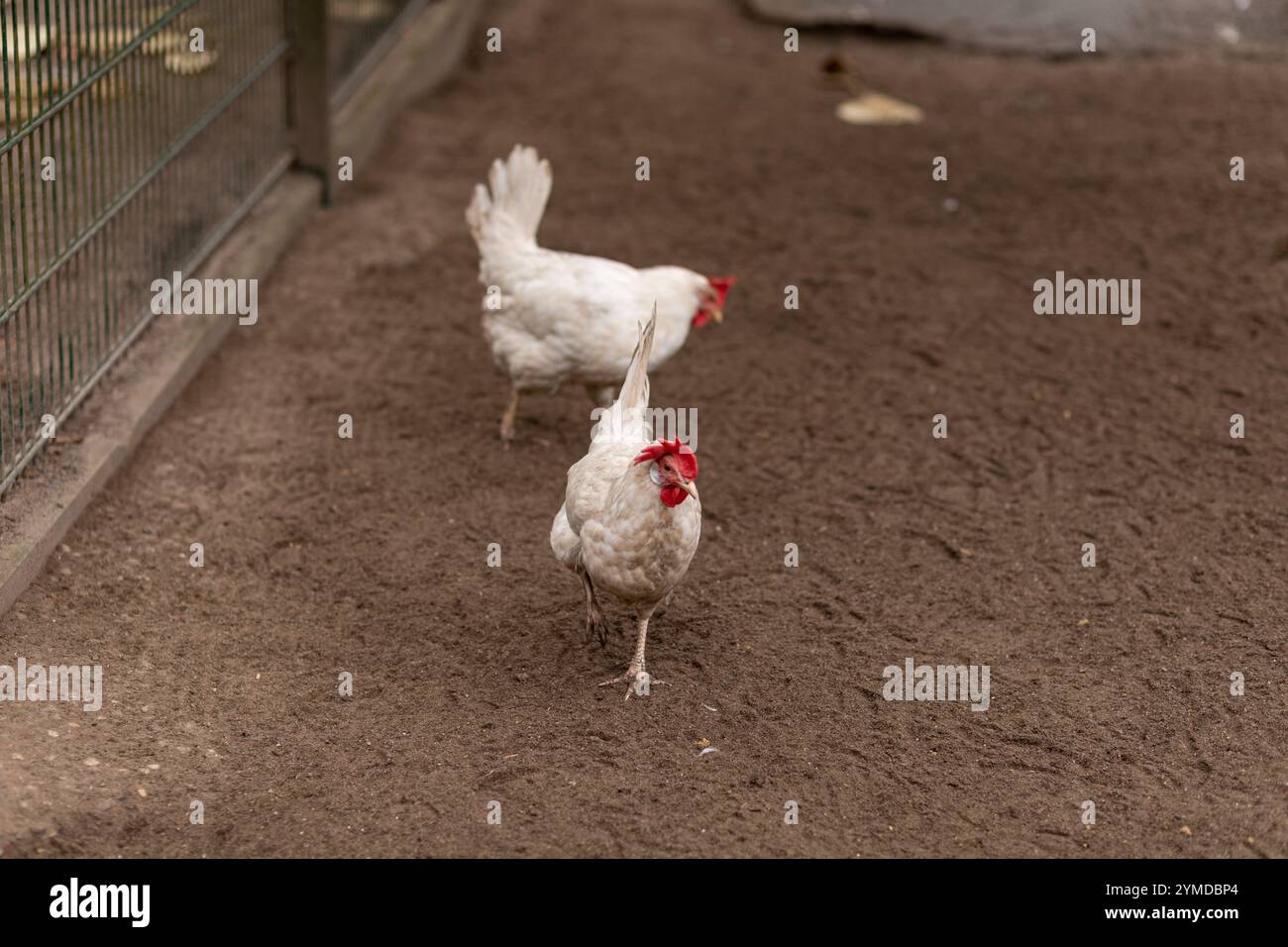 A chicken walks around the yard. Raising chickens at home Stock Photo ...
