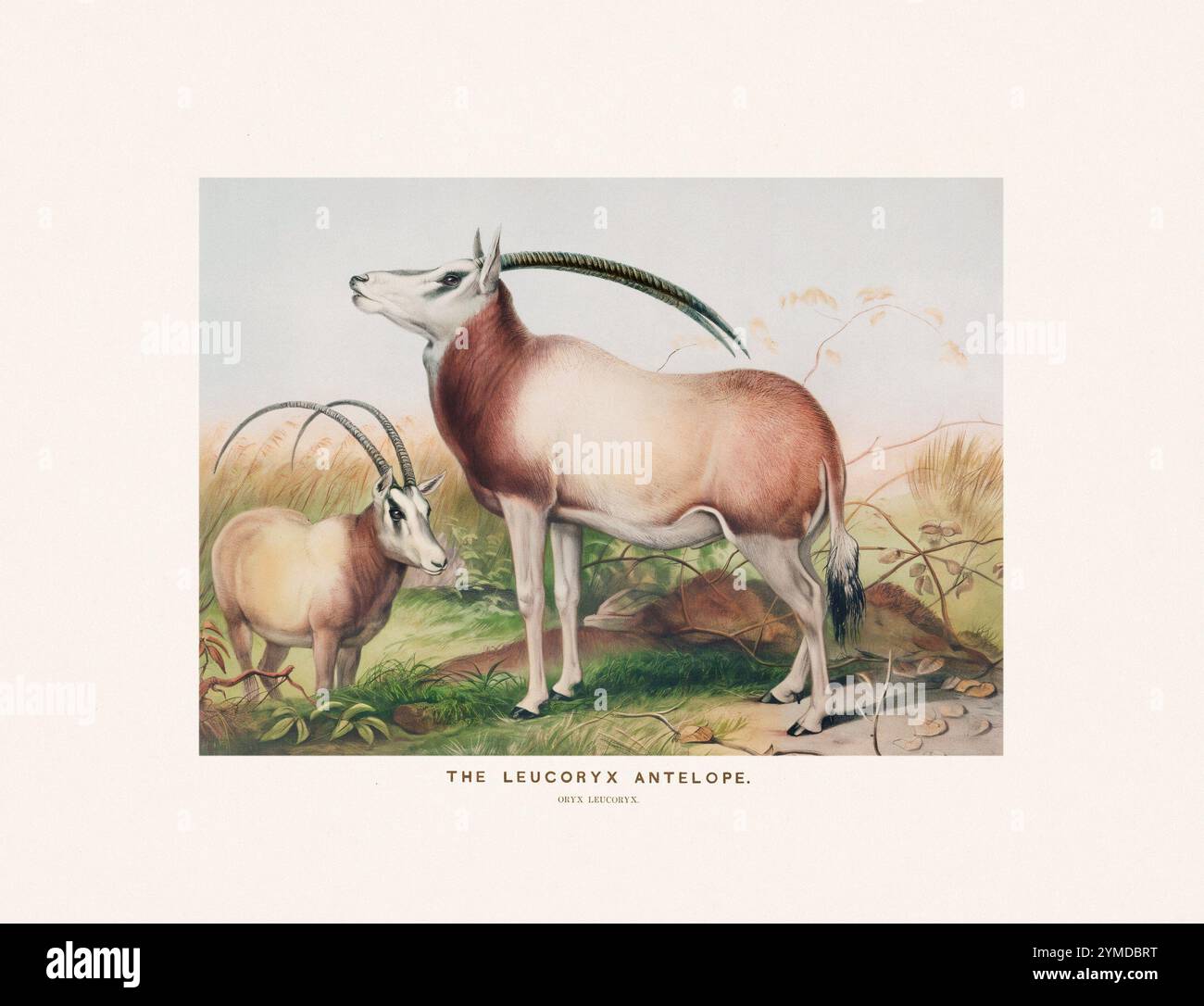 Unique antelope species hi-res stock photography and images - Alamy