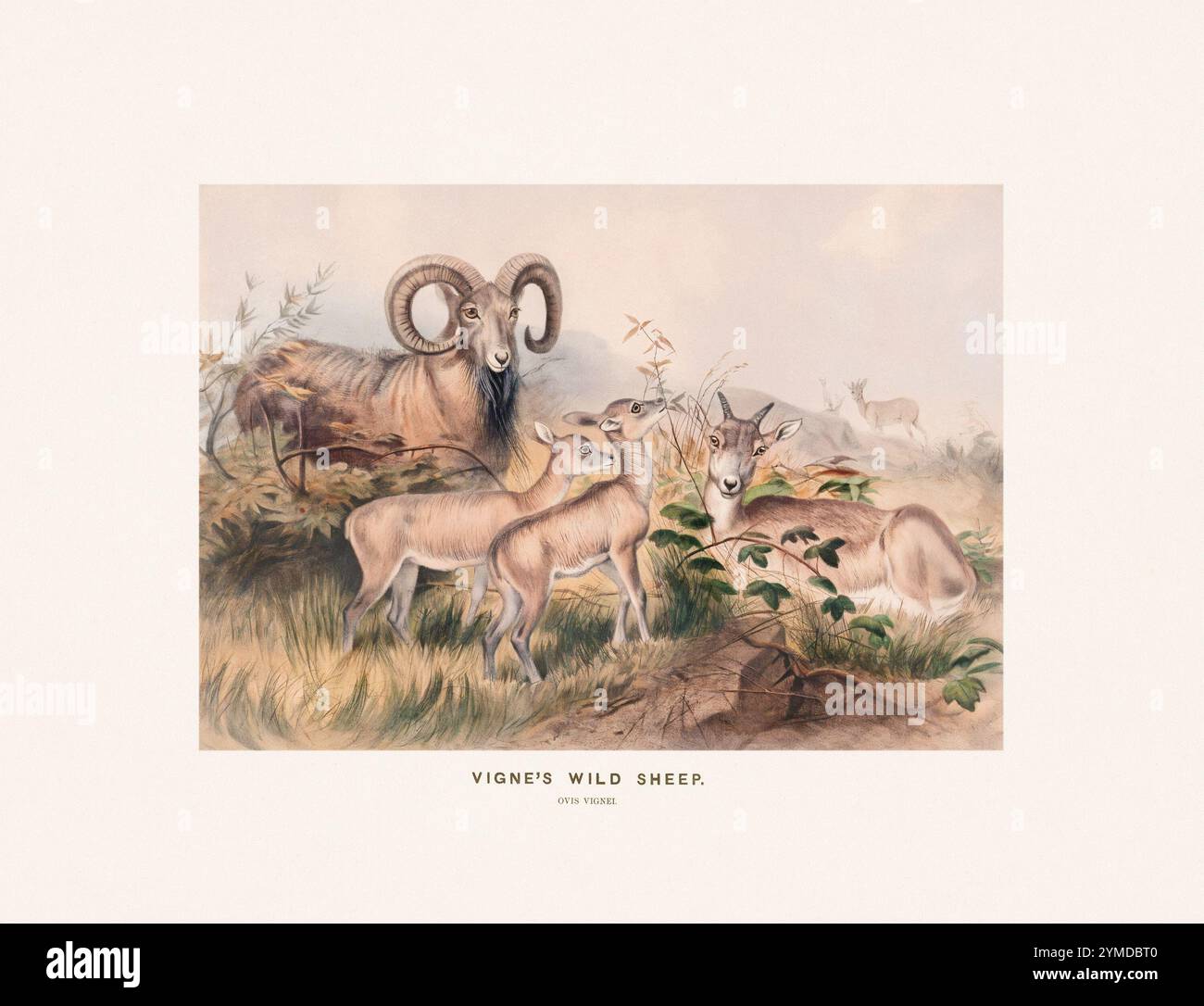 Antique zoological illustration from the mid-19th century. Detailed and ...