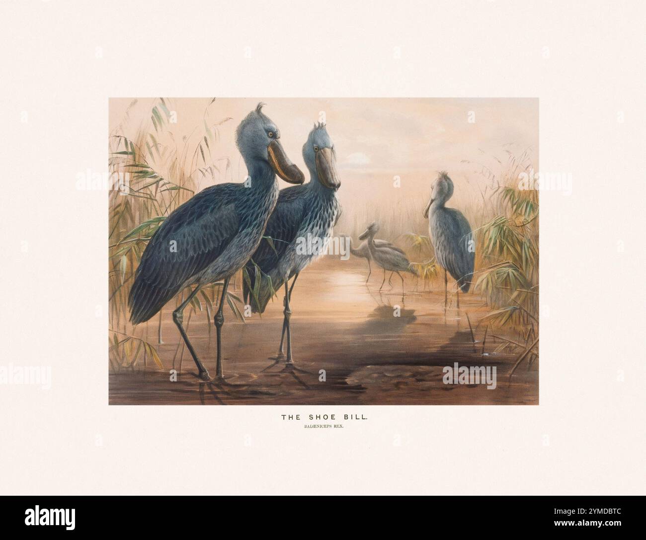 Antique zoological illustration from the mid-19th century. Detailed and ...