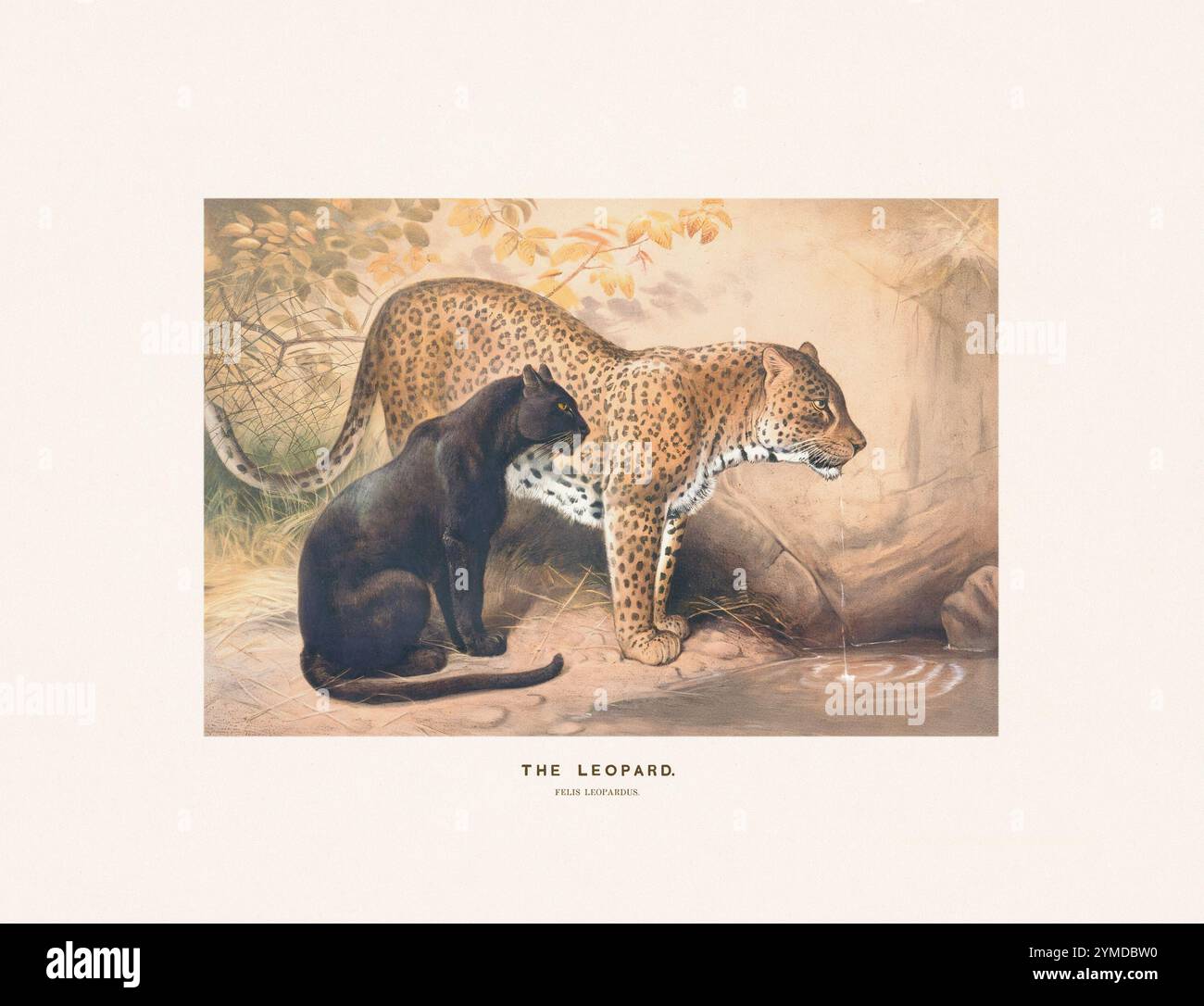 Antique zoological illustration from the mid-19th century. Detailed and ...