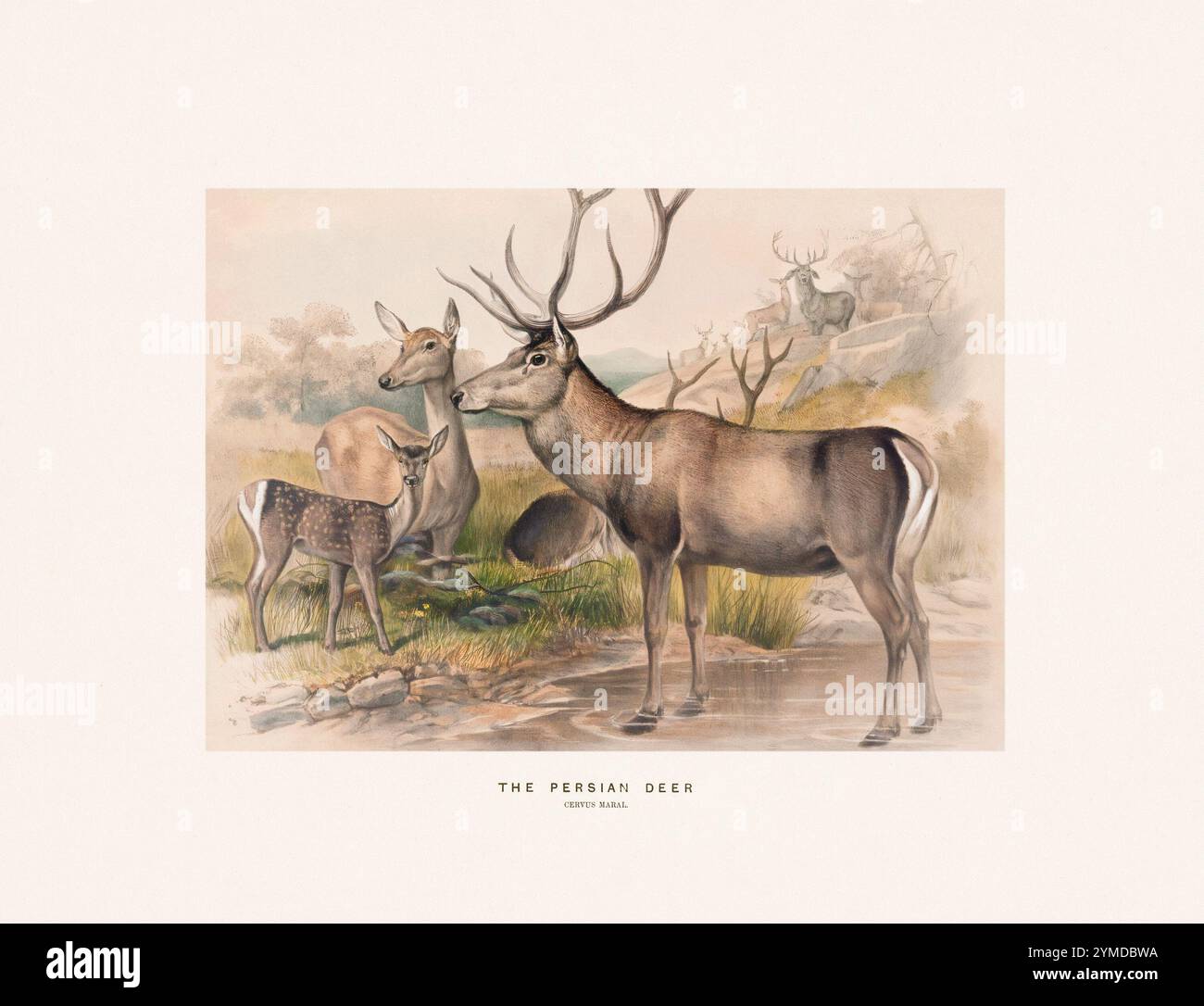 Antique zoological illustration from the mid-19th century. Detailed and ...