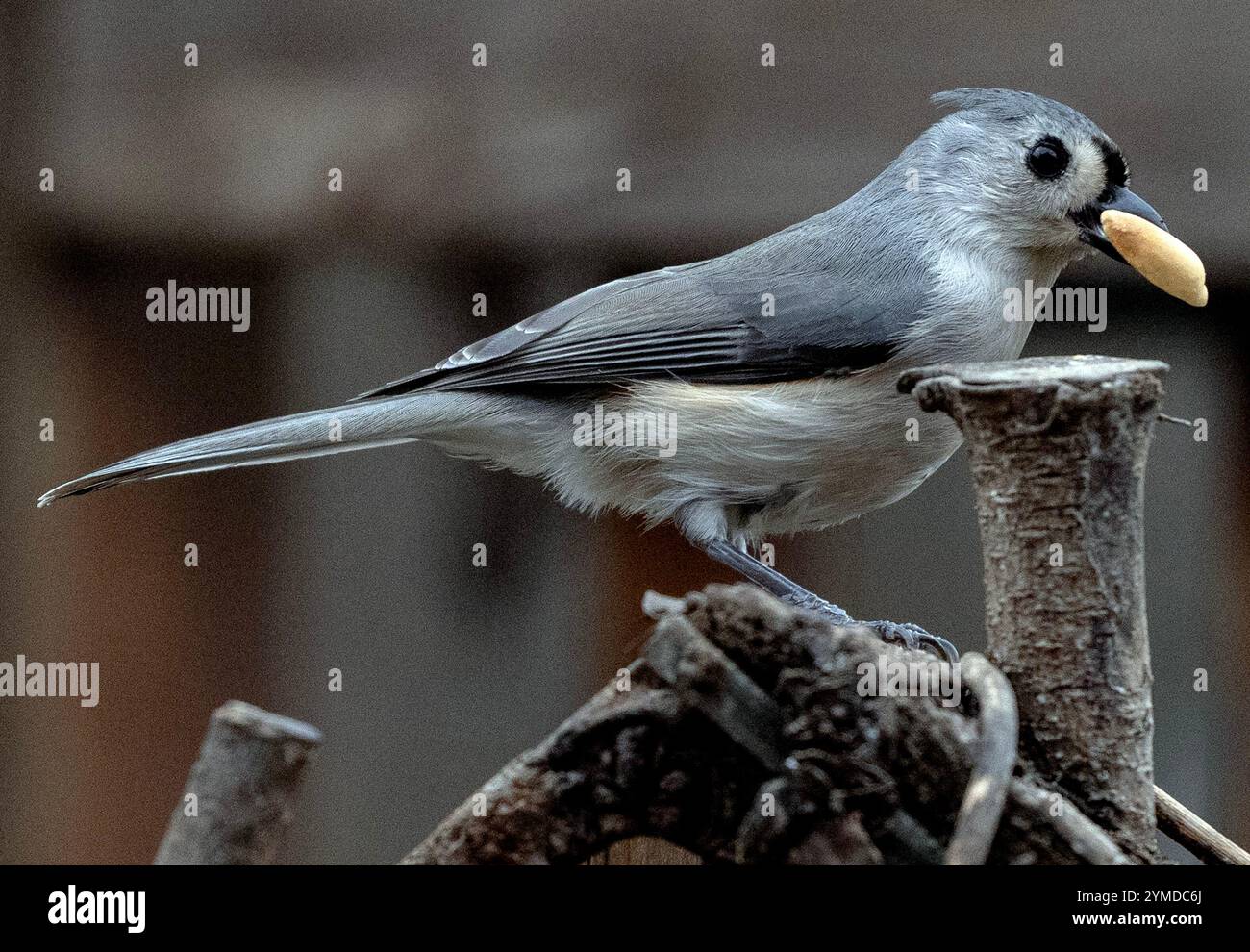 Titmouse with peanut hi-res stock photography and images - Alamy