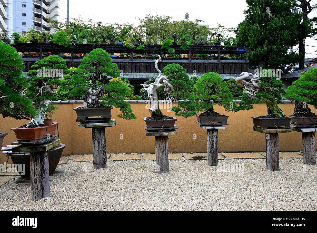 Bonsai Museum Tokyo Japan Stock Photo - Alamy